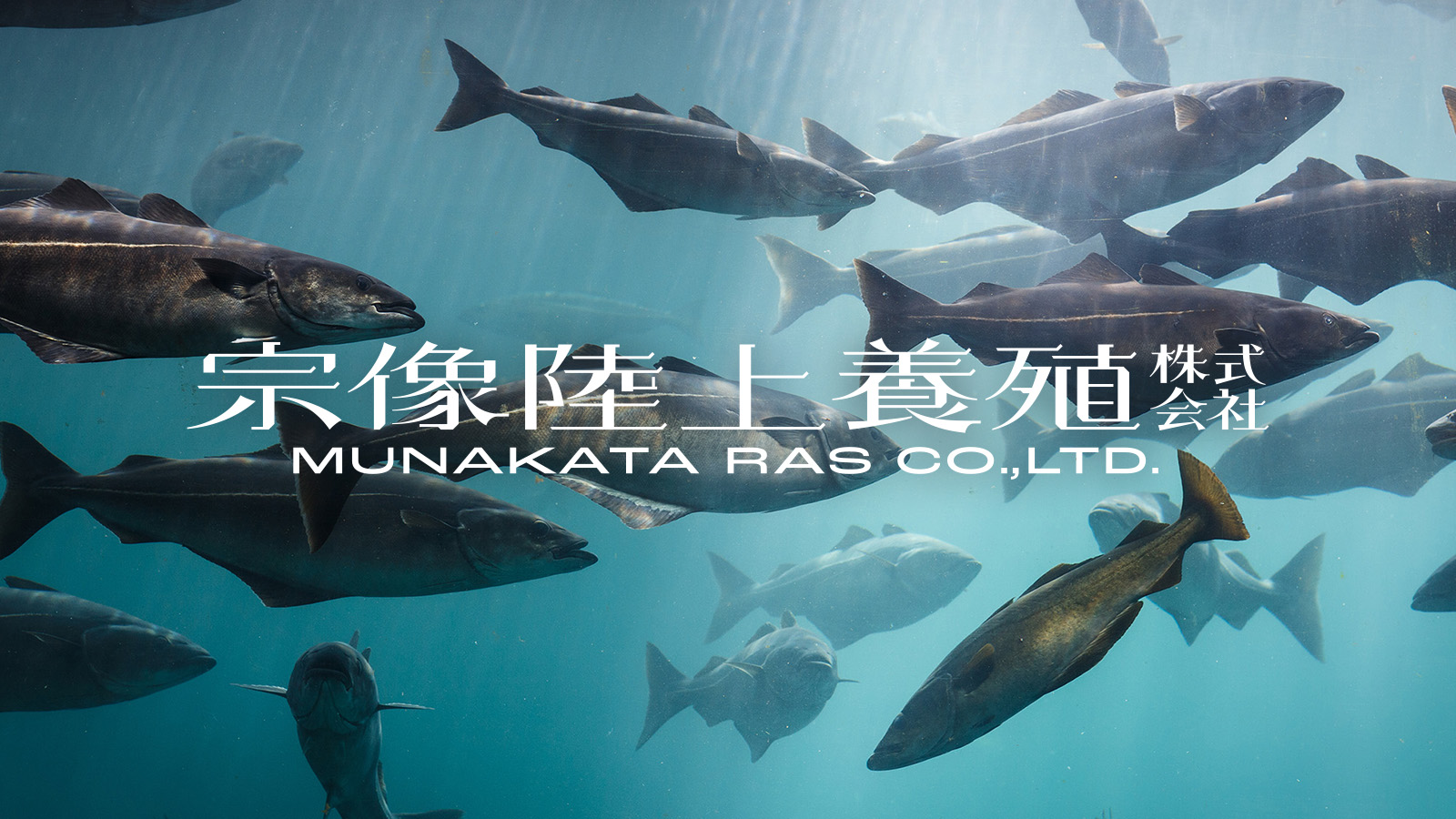 宗像陸上養殖株式会社 MUNAKATA RAS